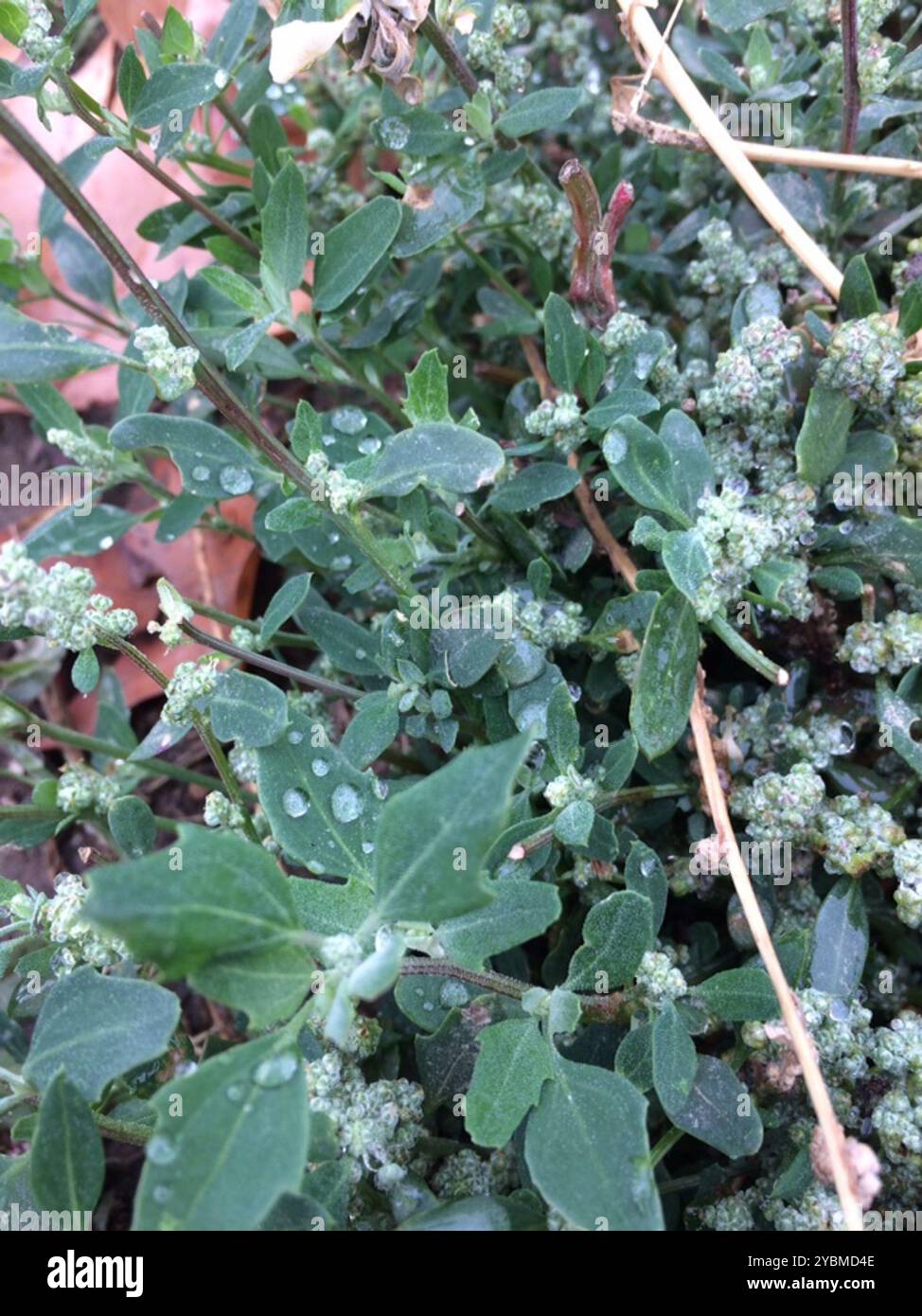 saltbush subfamily (Chenopodioideae) Plantae Stock Photo - Alamy