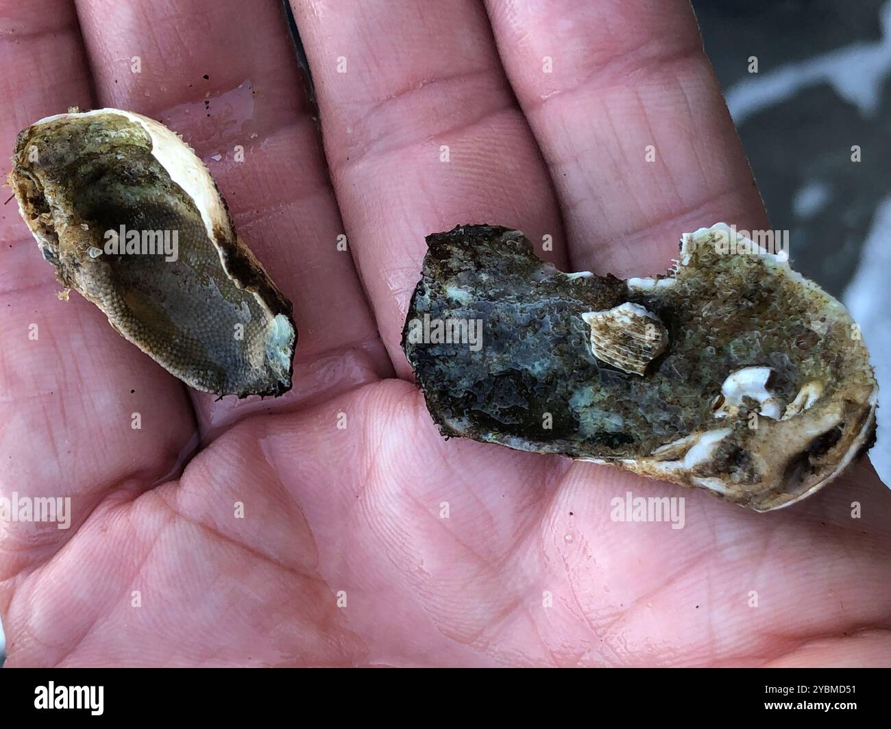 Piddocks and Angelwings (Pholadidae) Mollusca Stock Photo - Alamy