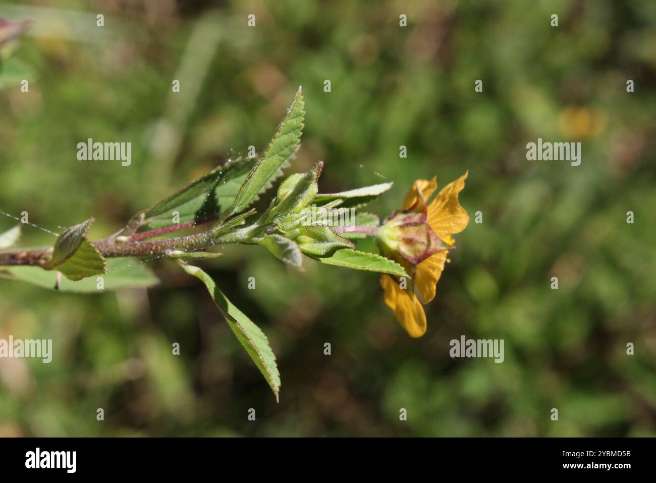 Cuban jute (Sida rhombifolia) Plantae Stock Photo - Alamy