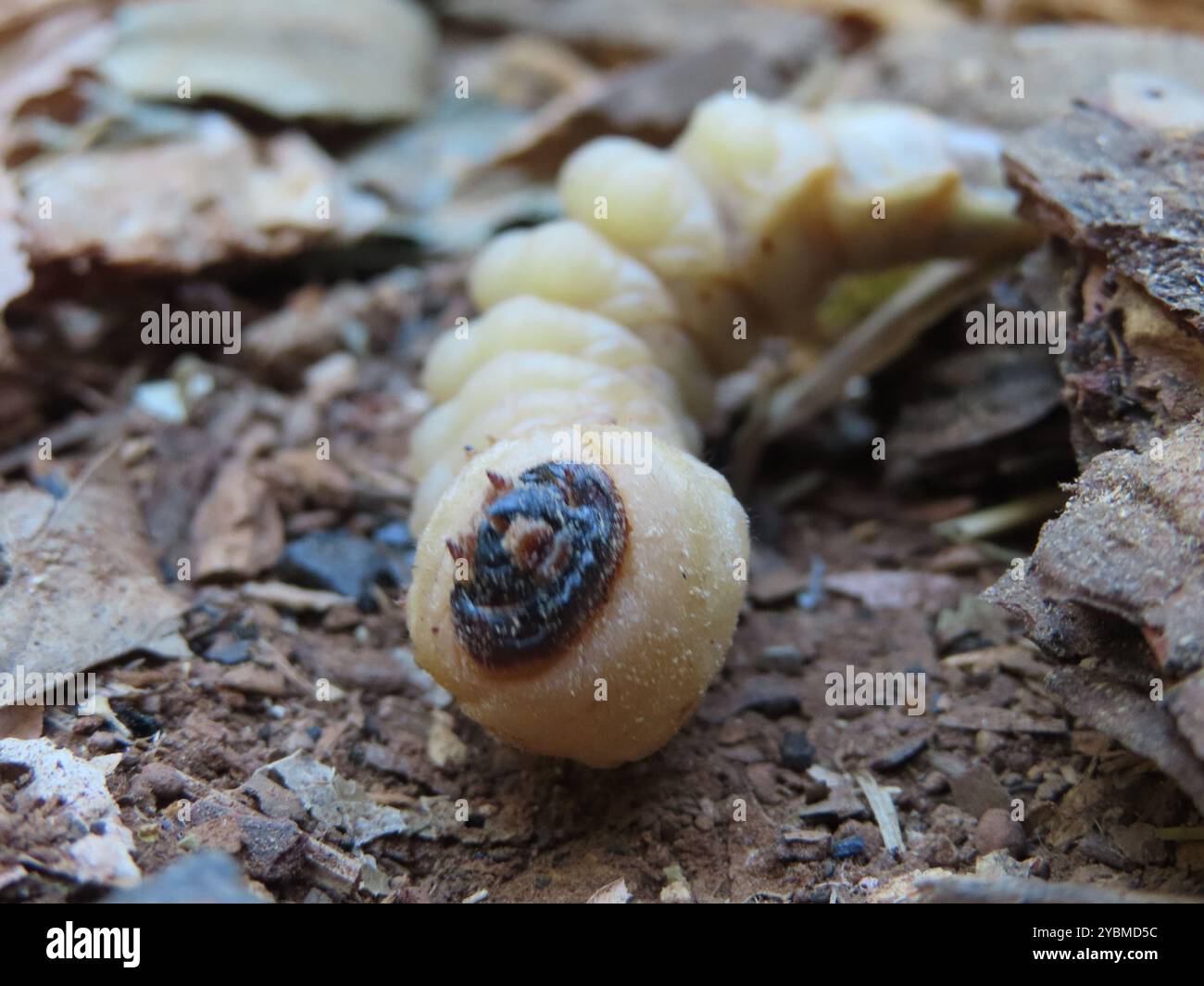 California Root Borer (Prionus californicus) Insecta Stock Photo - Alamy