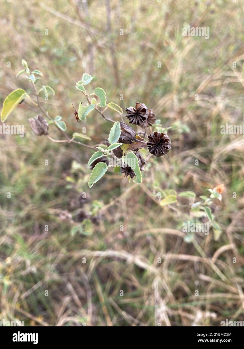sweet Indian Mallow (Abutilon fruticosum) Plantae Stock Photo - Alamy