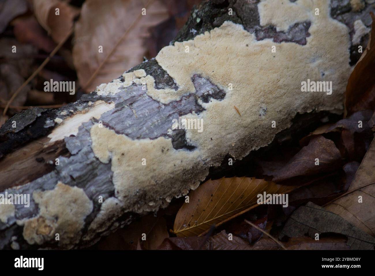Milk-white Toothed Polypore (Irpex lacteus) Fungi Stock Photo - Alamy