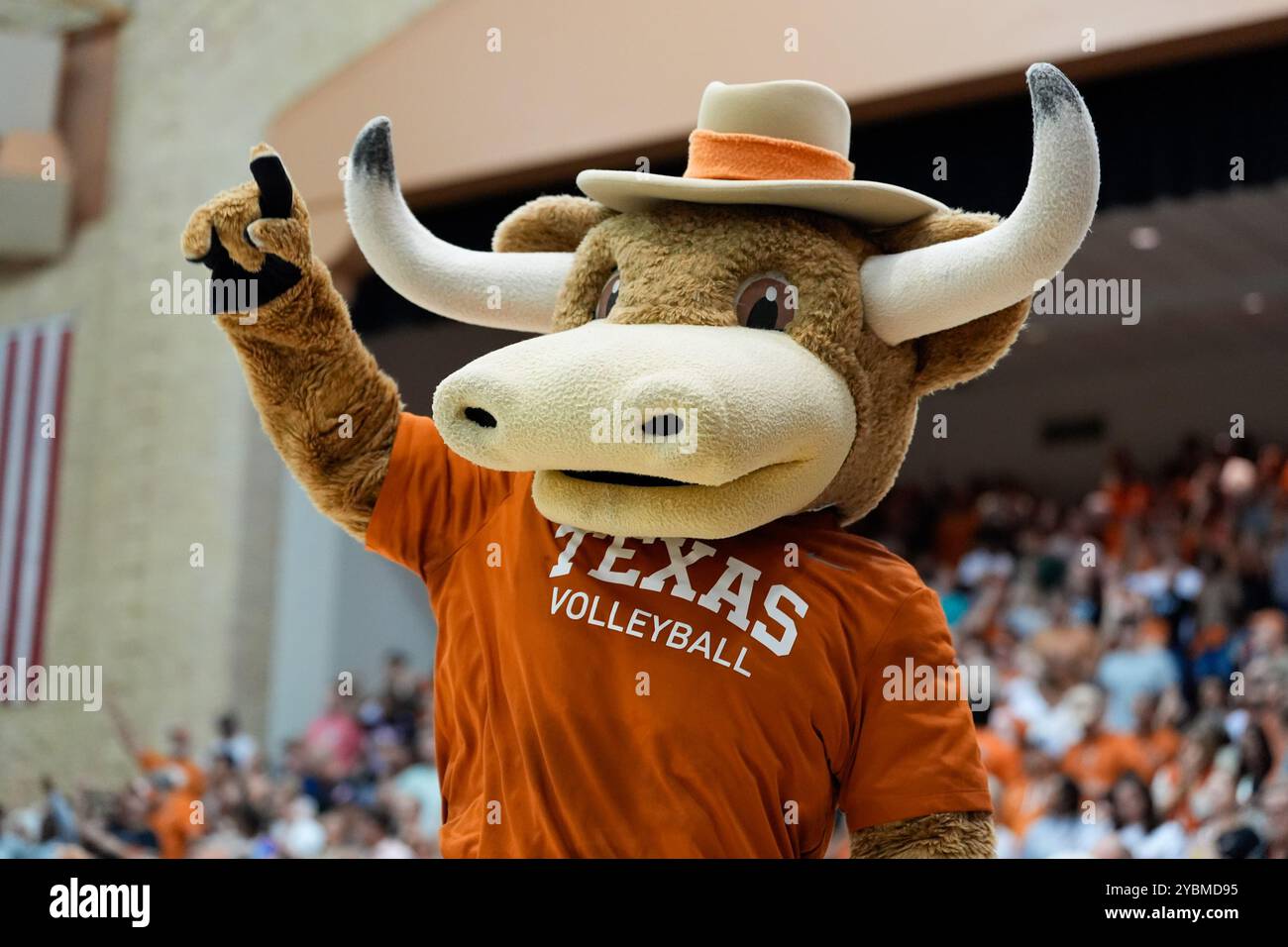 Texas Longhorns mascot Hook â Em Stock Photo - Alamy