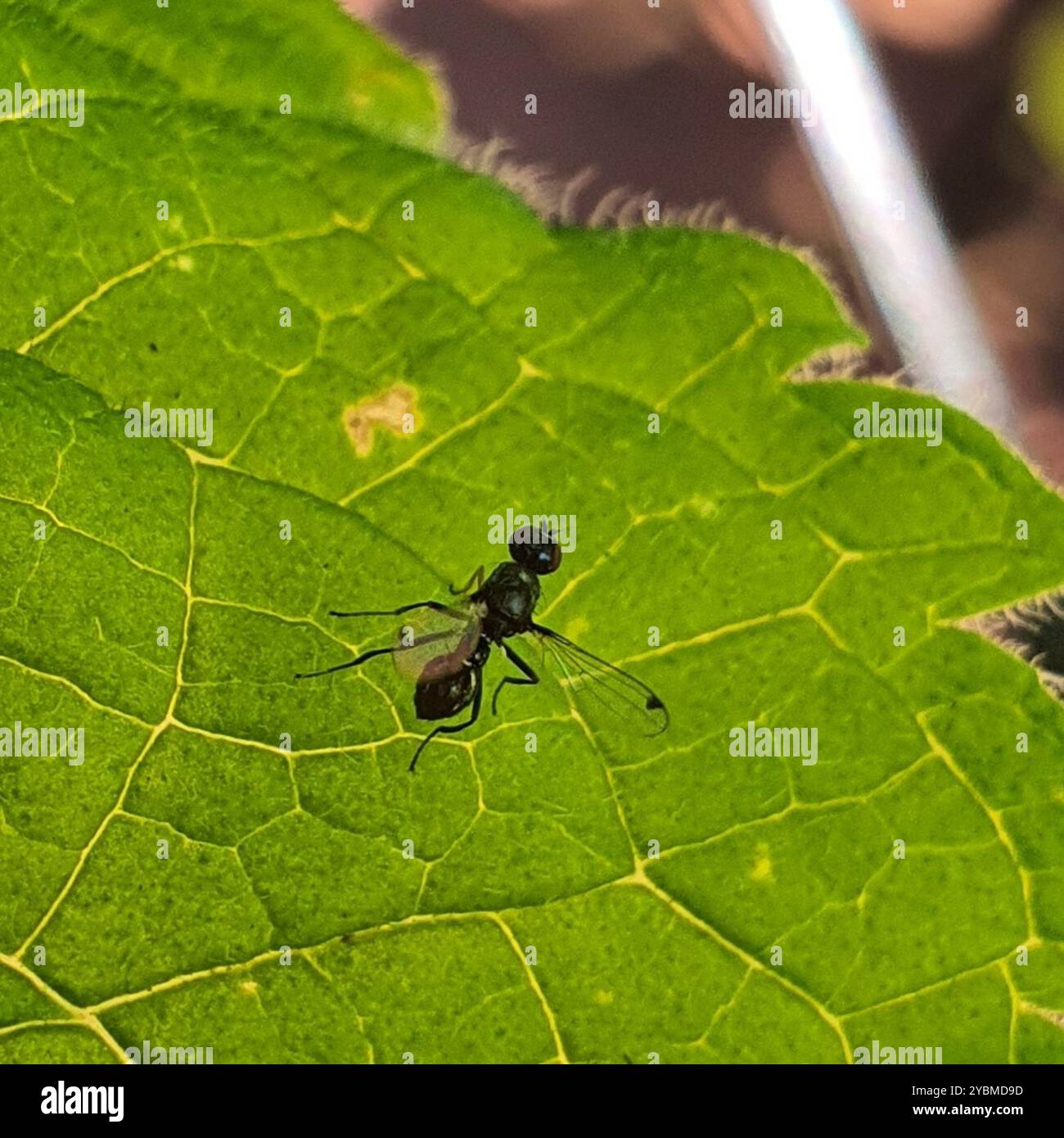 Black Scavenger Flies (Sepsidae) Insecta Stock Photo - Alamy