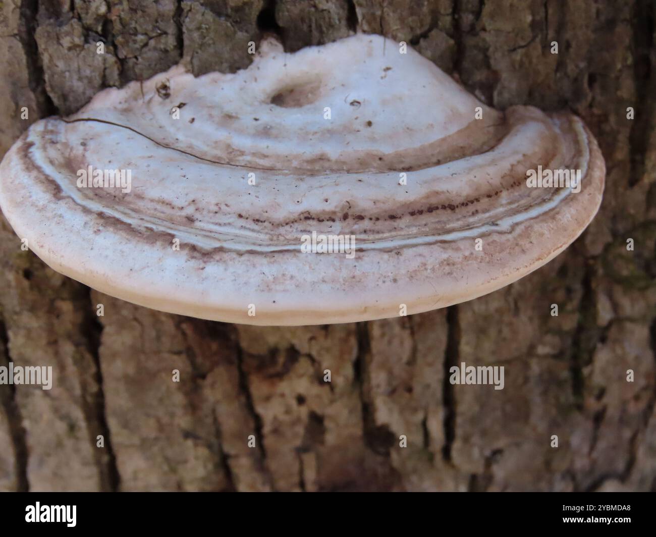 (Ganoderma megaloma) Fungi Stock Photo - Alamy