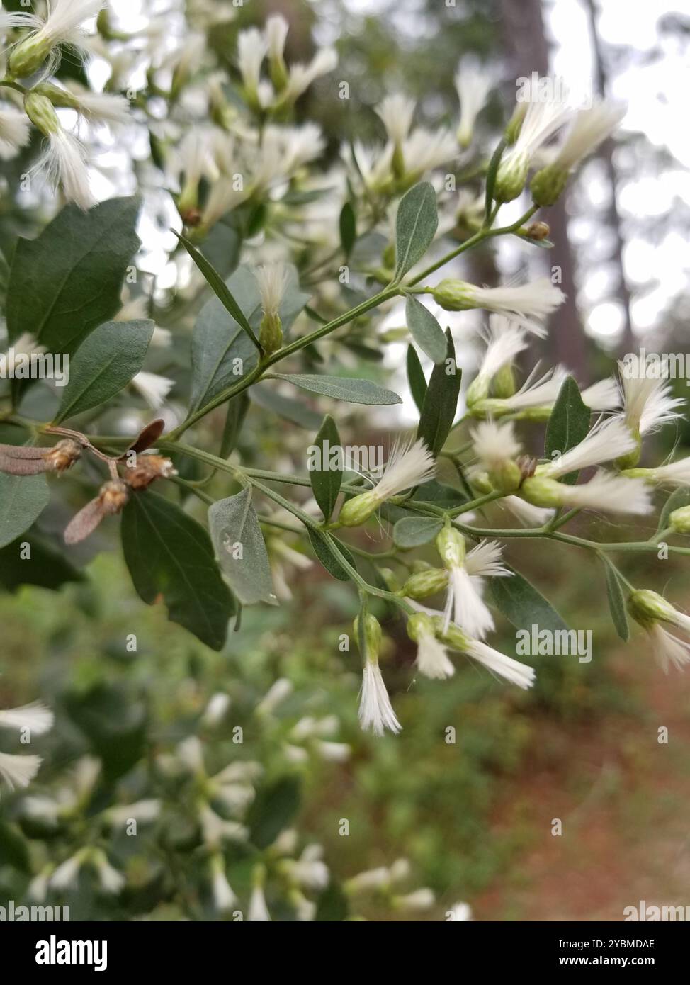 groundsel tree (Baccharis halimifolia) Plantae Stock Photo - Alamy