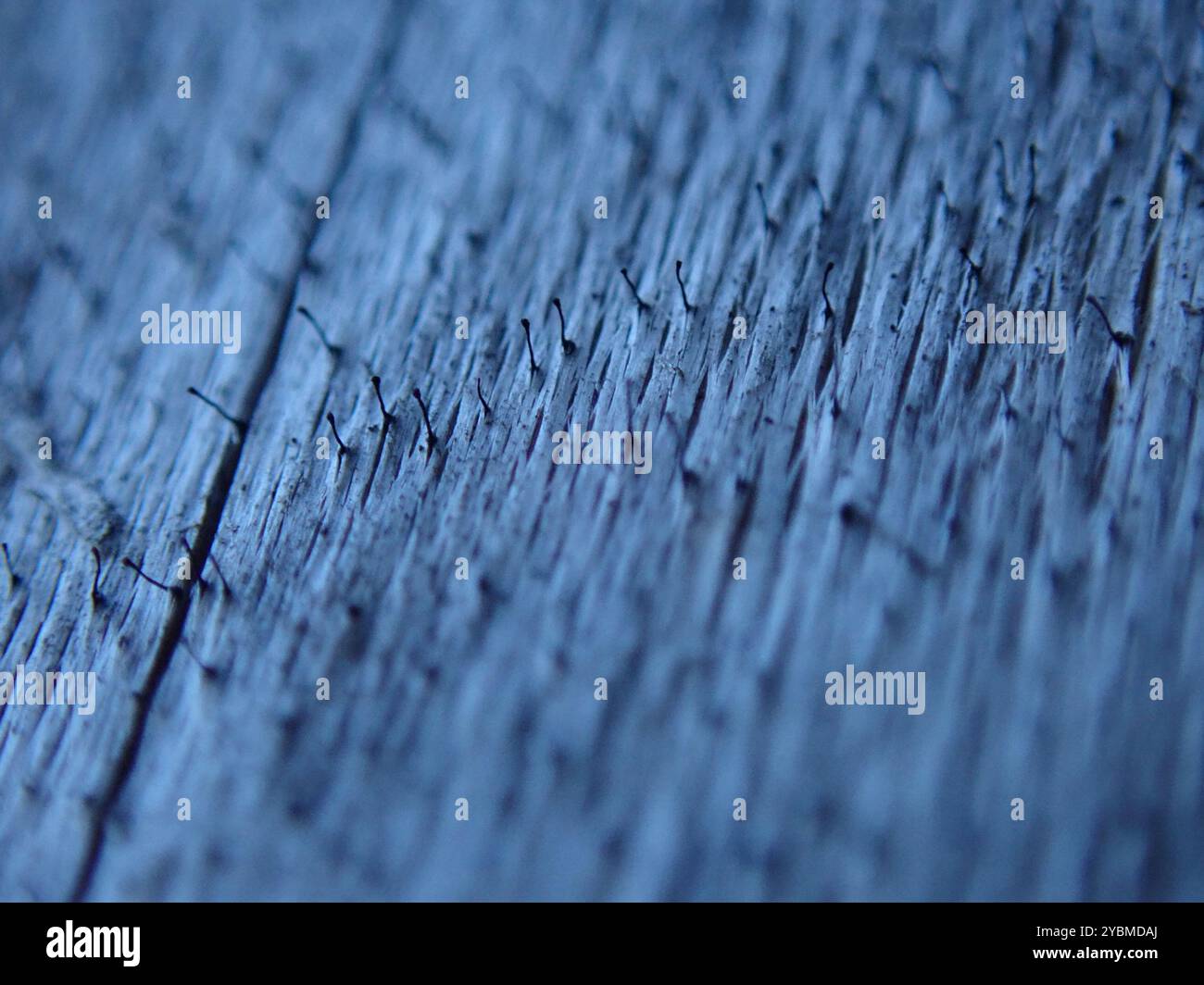 Snag Pin (Mycocalicium subtile) Fungi Stock Photo - Alamy