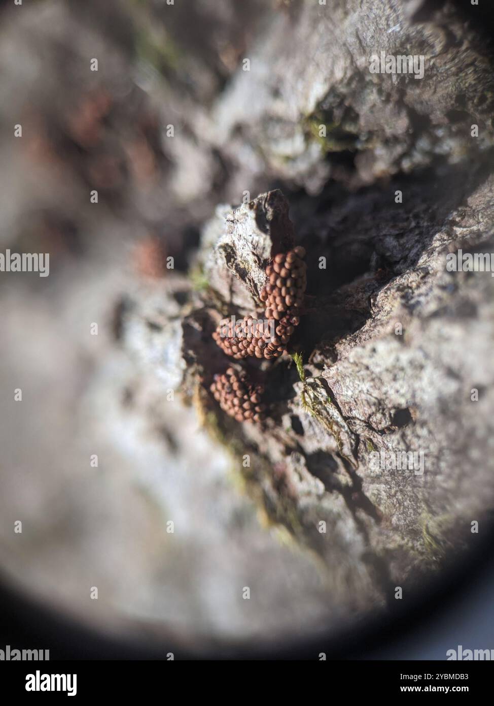 Wasp's Nest Slime Mold (Metatrichia vesparia) Protozoa Stock Photo - Alamy