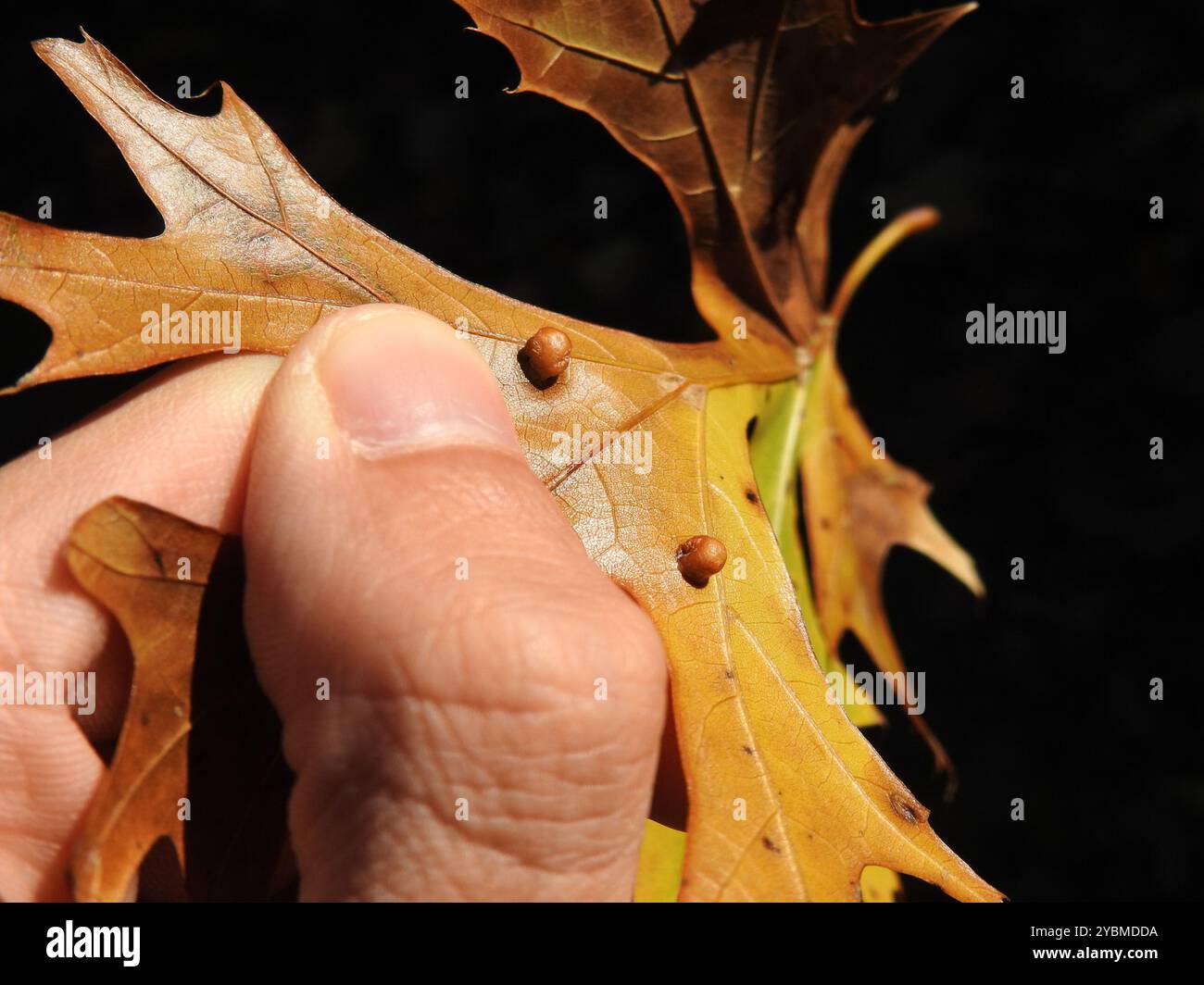 (Polystepha globosa) Insecta Stock Photo - Alamy