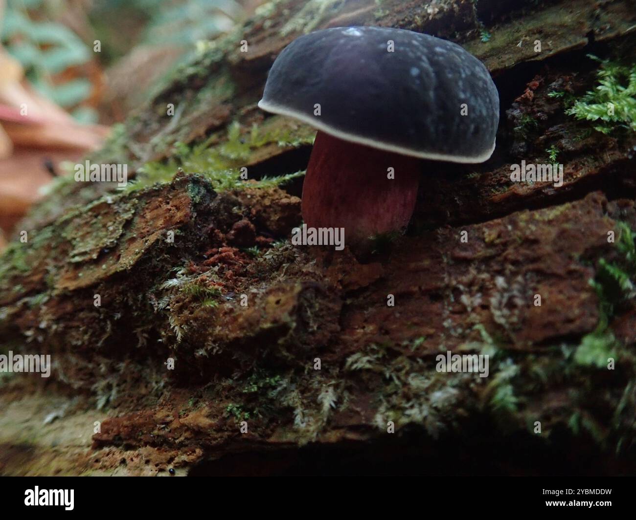 Zeller's bolete (Xerocomellus zelleri) Fungi Stock Photo - Alamy