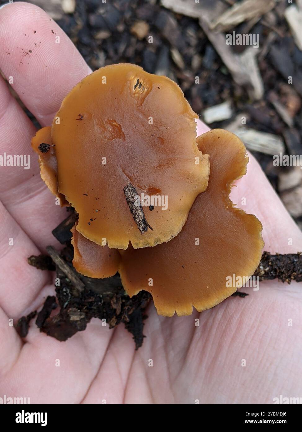 Moss Bells (Galerina) Fungi Stock Photo - Alamy