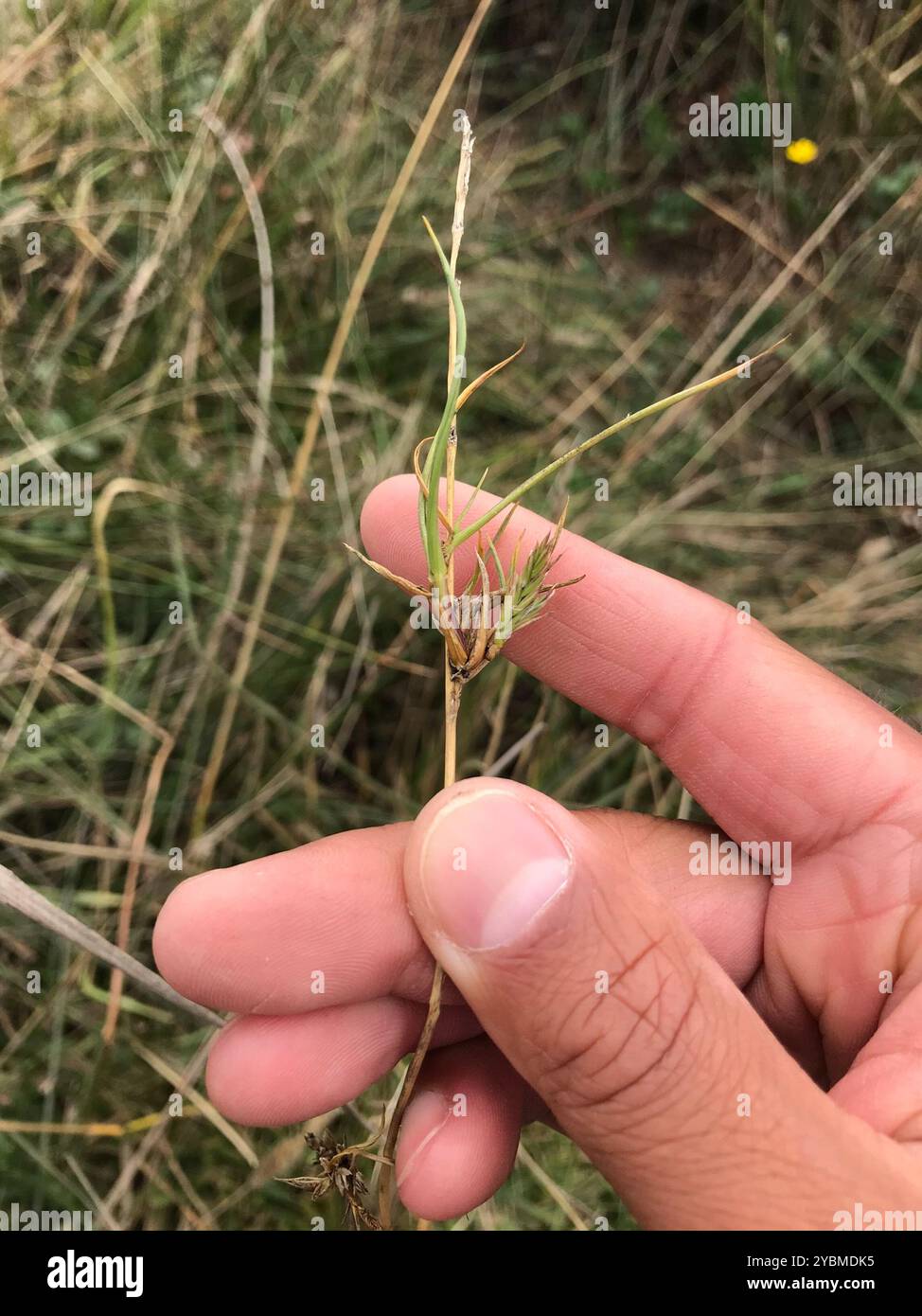 Beaked Spikerush (Eleocharis rostellata) Plantae Stock Photo - Alamy