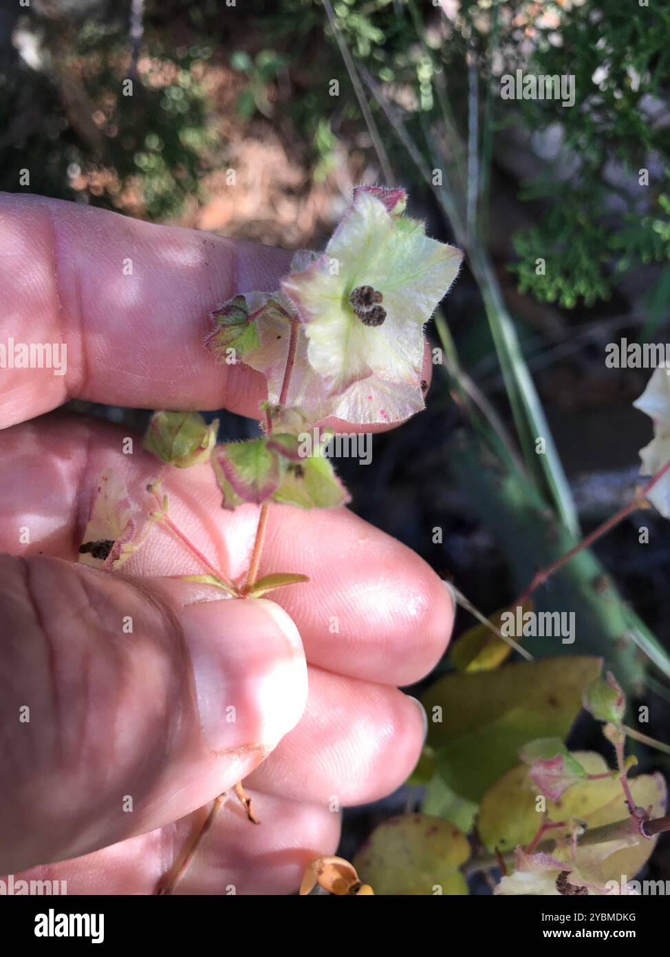 White Four o'Clock (Mirabilis albida) Plantae Stock Photo - Alamy
