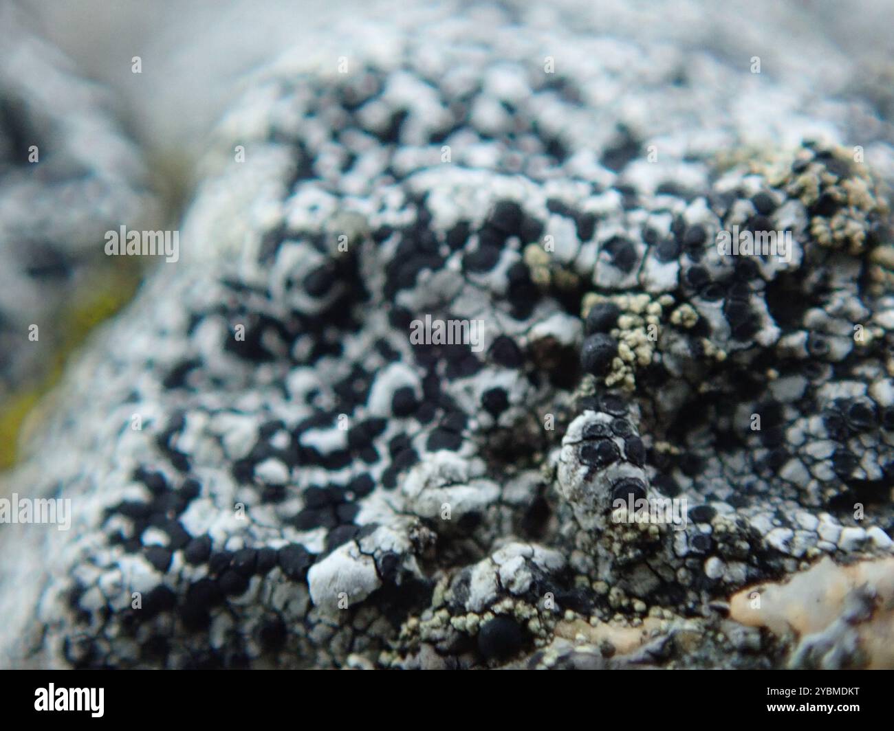 Tile Lichens (Lecidea) Fungi Stock Photo - Alamy