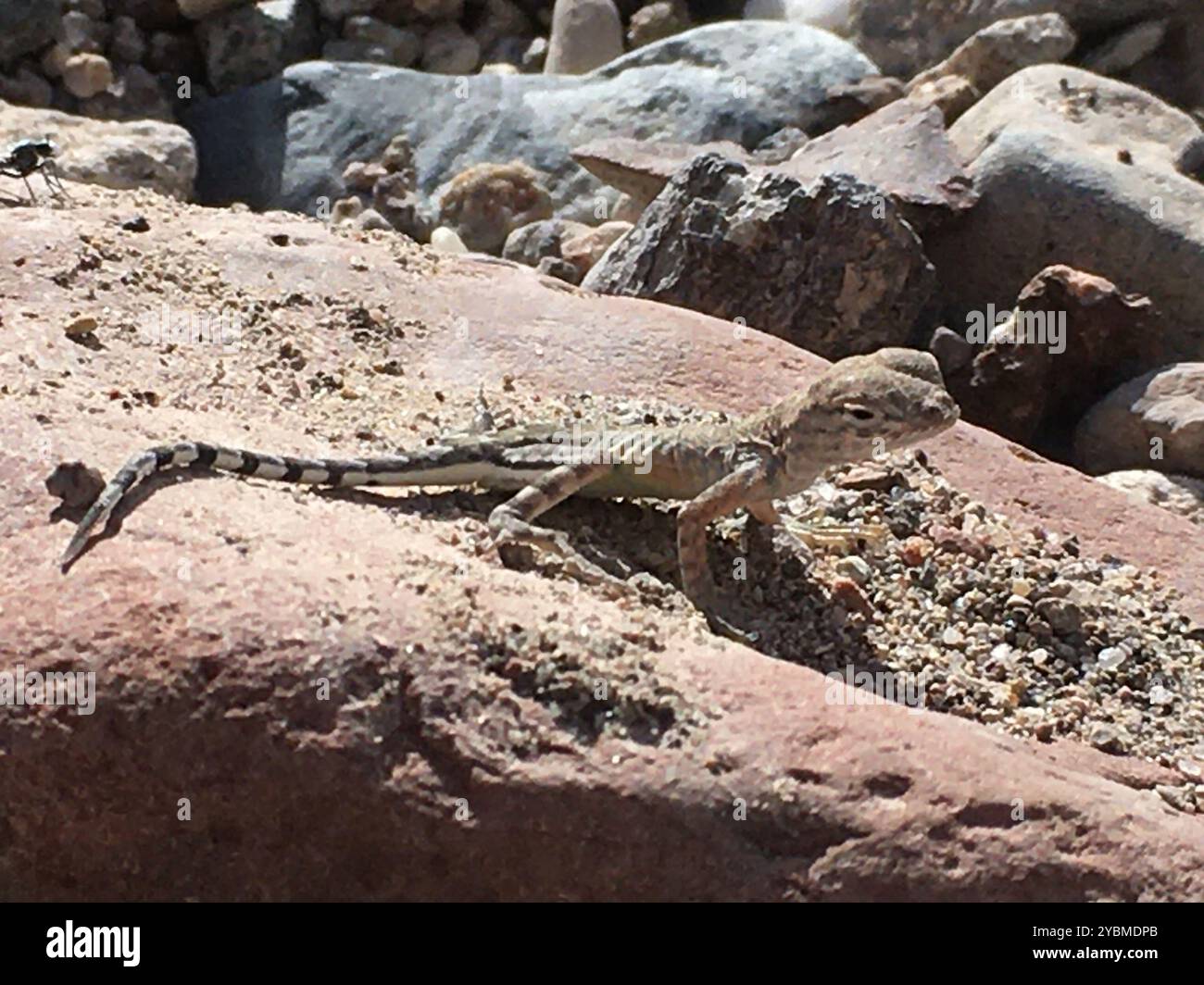 Greater Earless Lizard (Cophosaurus texanus) Reptilia Stock Photo - Alamy