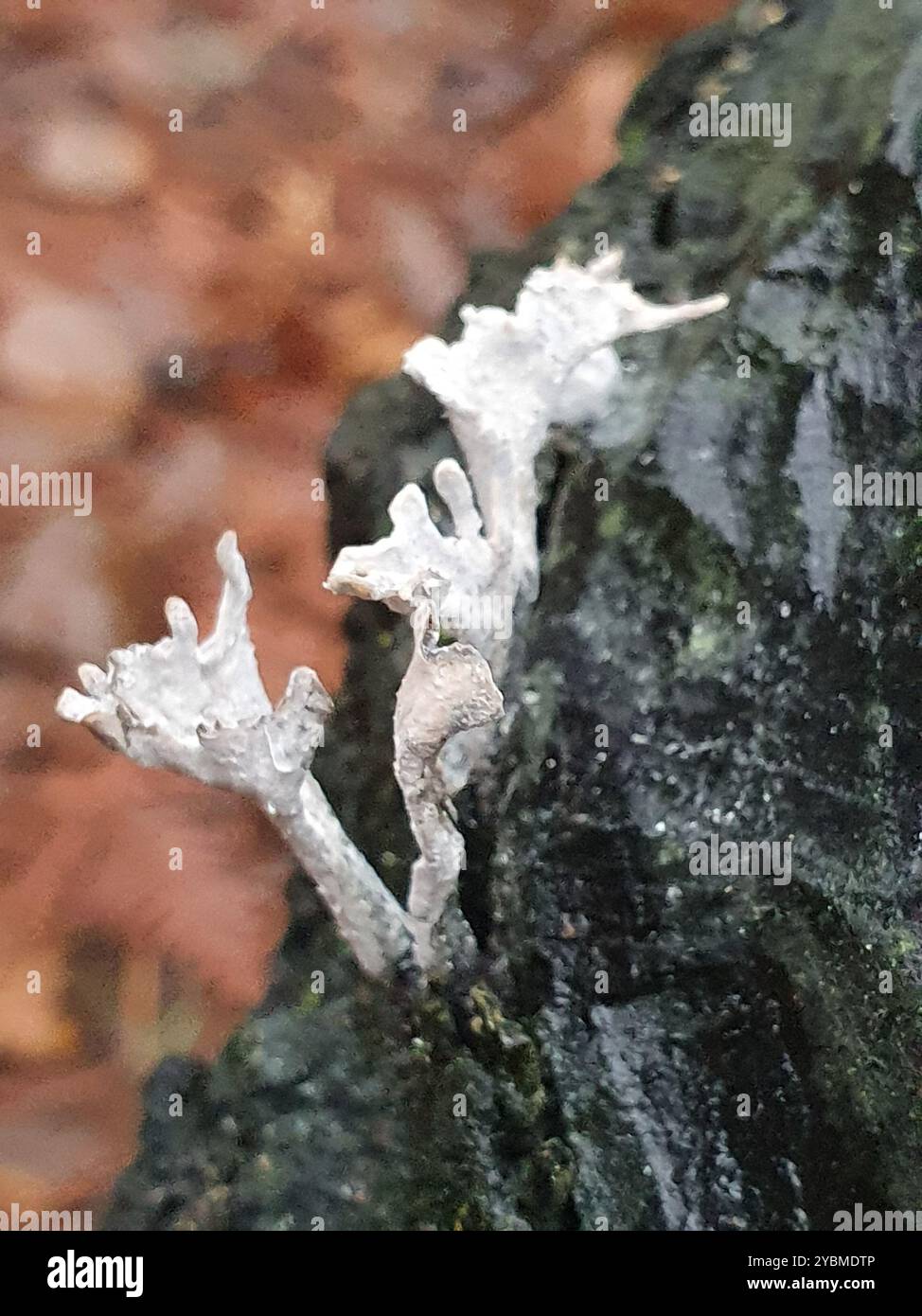 Candlesnuff Fungus (Xylaria hypoxylon) Fungi Stock Photo - Alamy