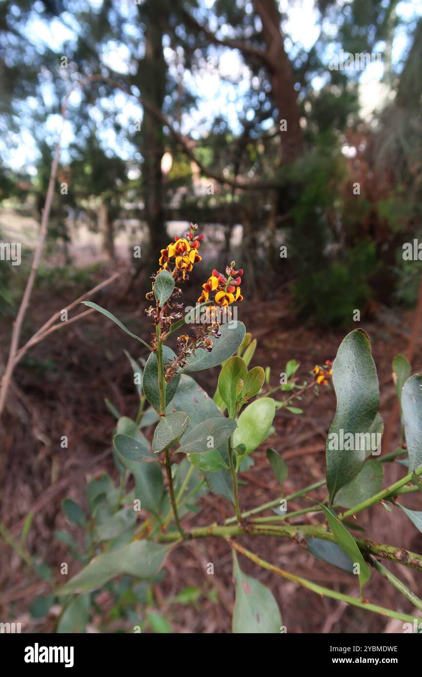 hop bitter-pea (Daviesia latifolia) Plantae Stock Photo - Alamy