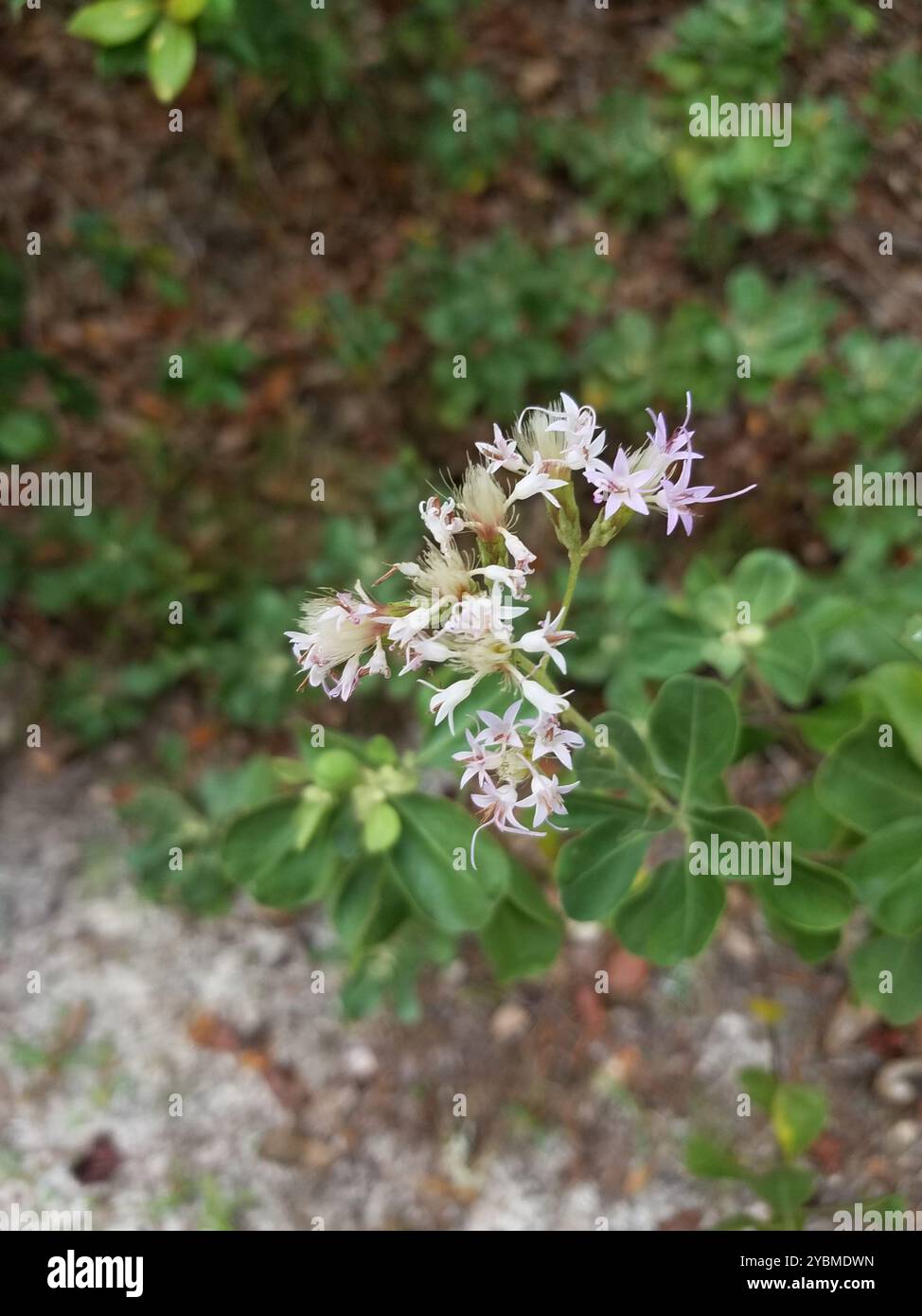 garberia (Garberia heterophylla) Plantae Stock Photo - Alamy