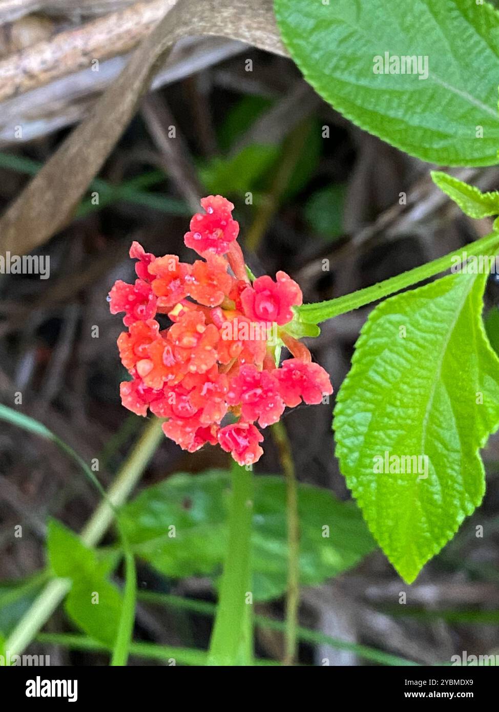 lantanas (Lantana) Plantae Stock Photo - Alamy