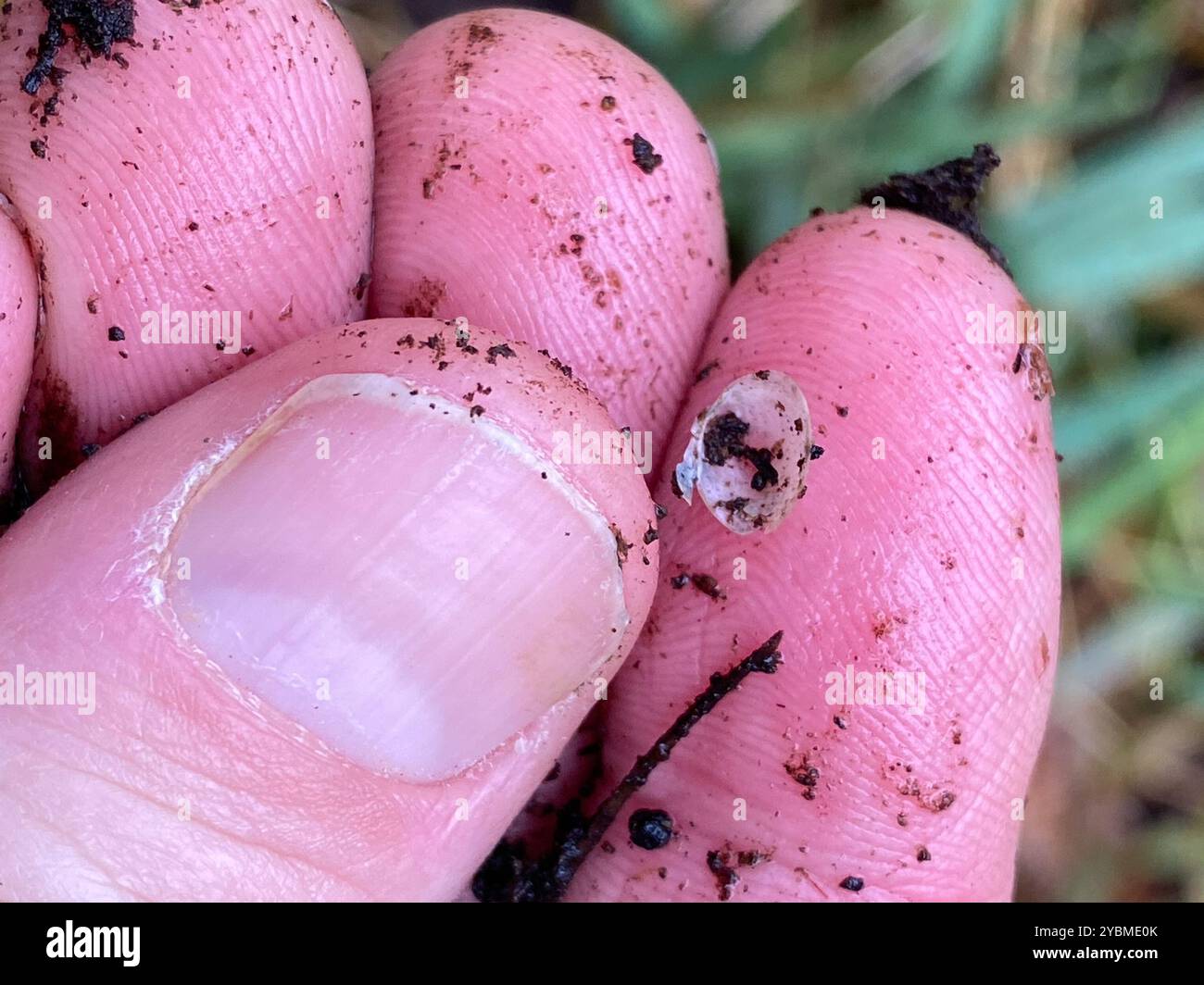 Musculium hi-res stock photography and images - Alamy