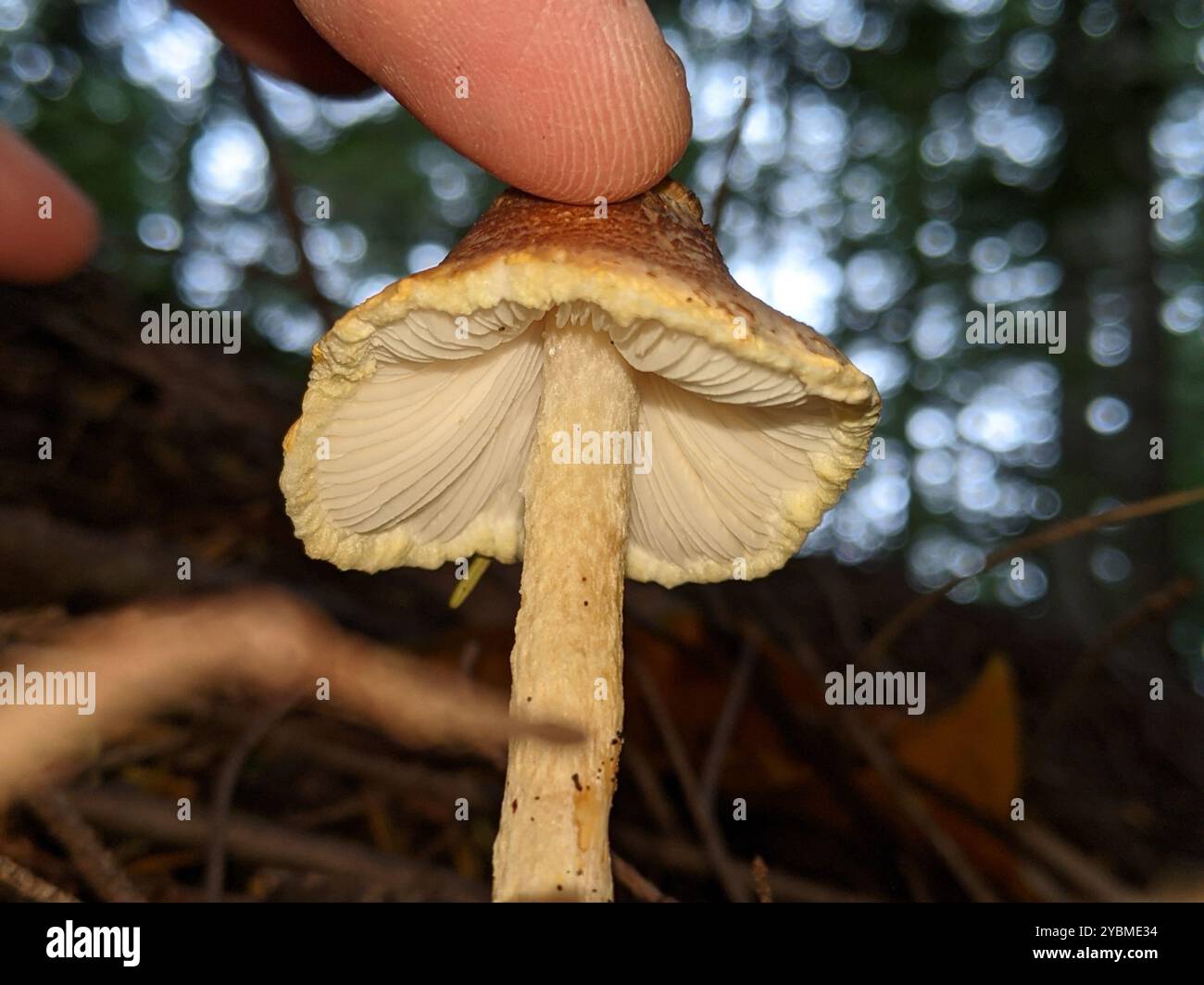 yellowfoot dapperling (Lepiota magnispora) Fungi Stock Photo - Alamy