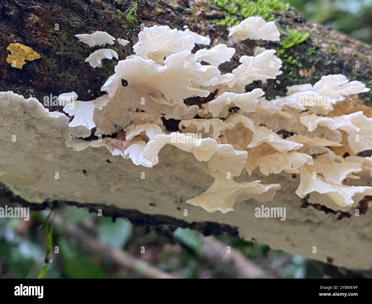 Basidiomycete Fungi (Basidiomycota) Fungi Stock Photo - Alamy
