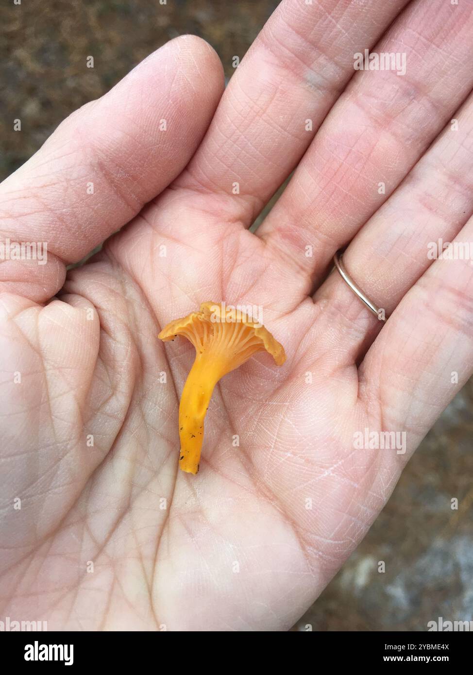 flame trumpet (Craterellus ignicolor) Fungi Stock Photo - Alamy