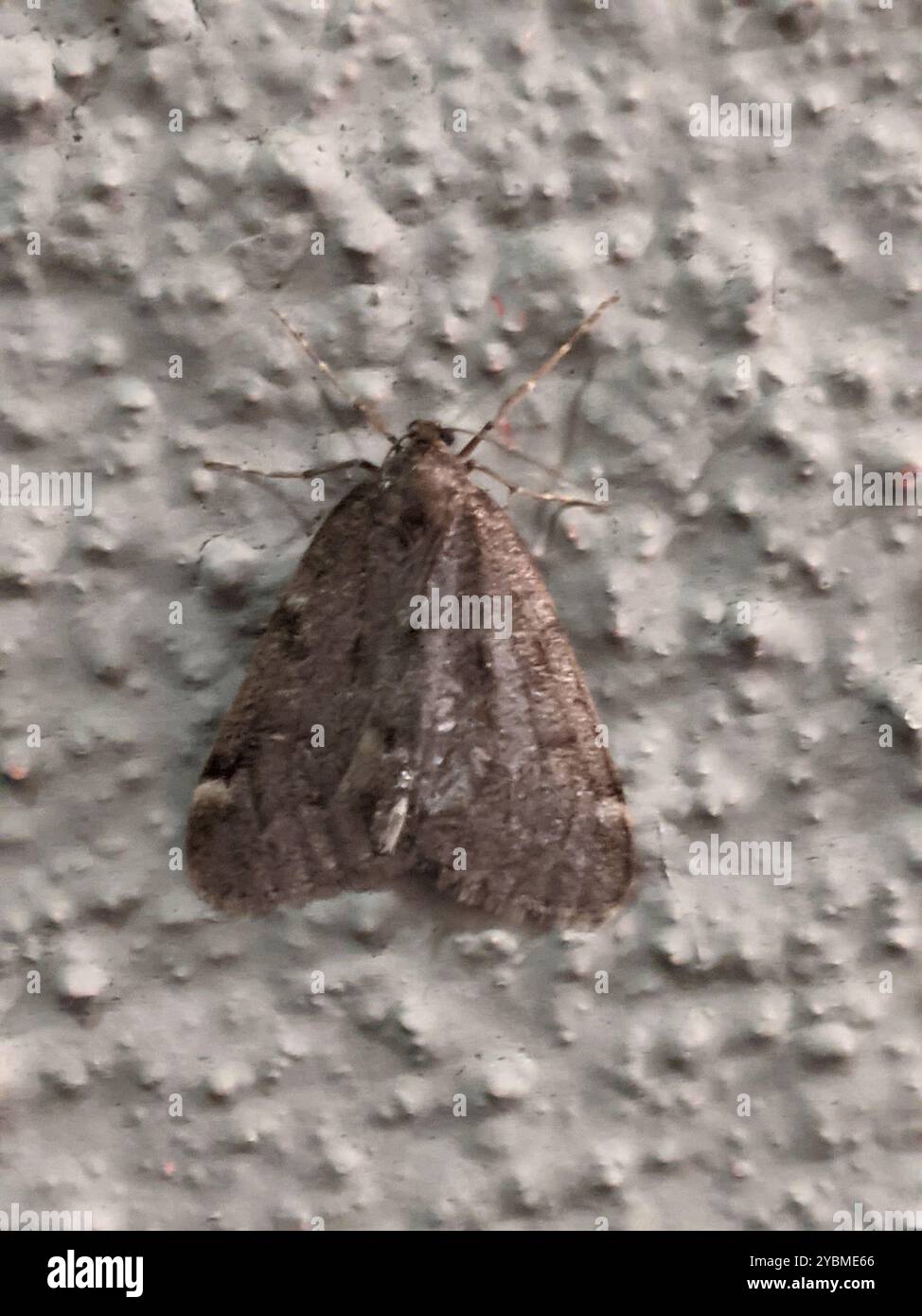 Fall Cankerworm Moth (Alsophila pometaria) Insecta Stock Photo - Alamy