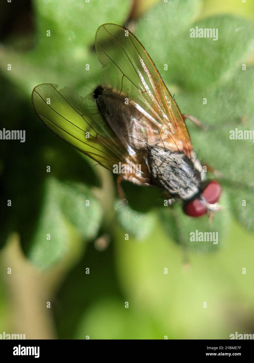 Root-maggot Flies (Anthomyiidae) Insecta Stock Photo - Alamy