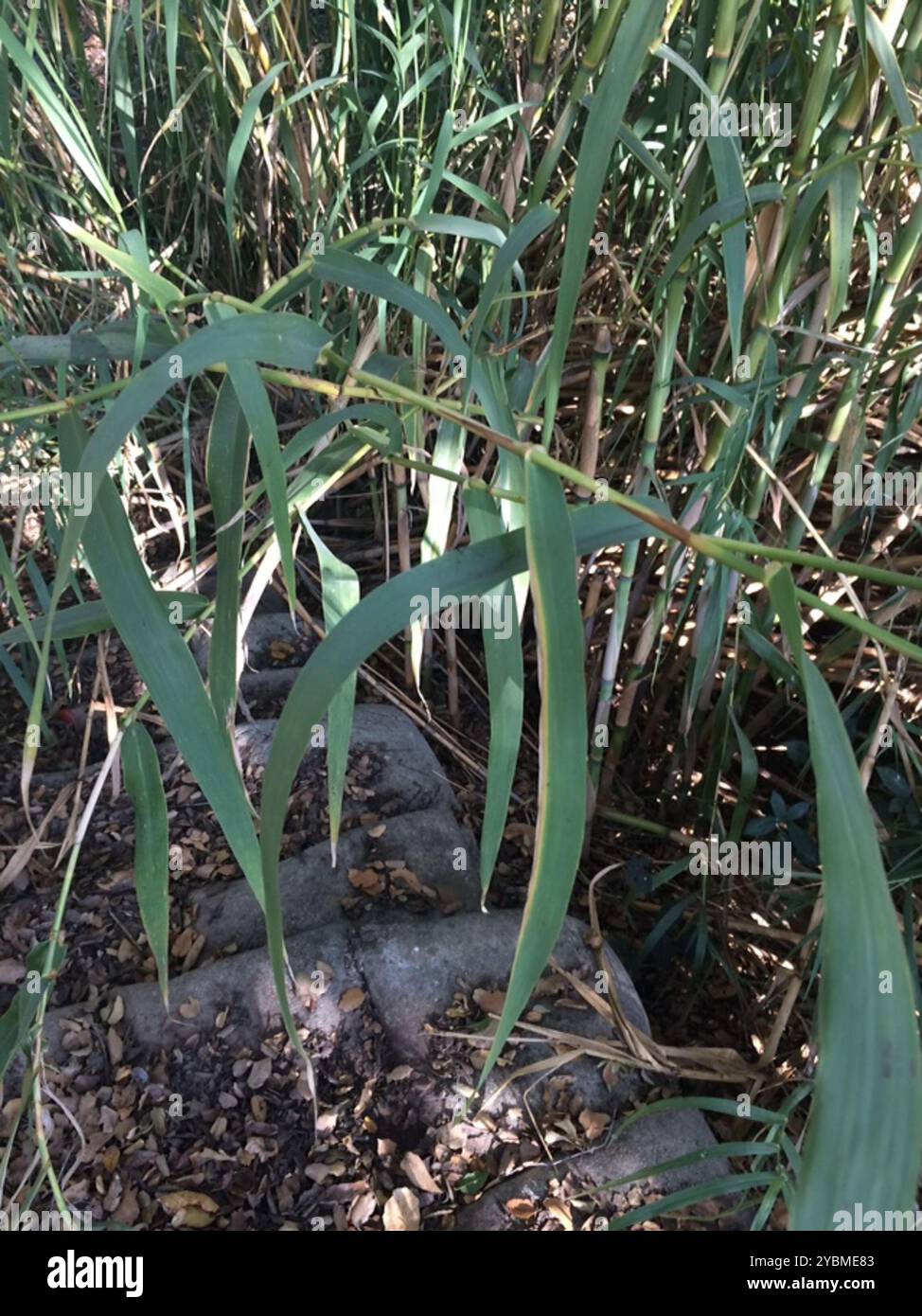 giant reed (Arundo donax) Plantae Stock Photo - Alamy