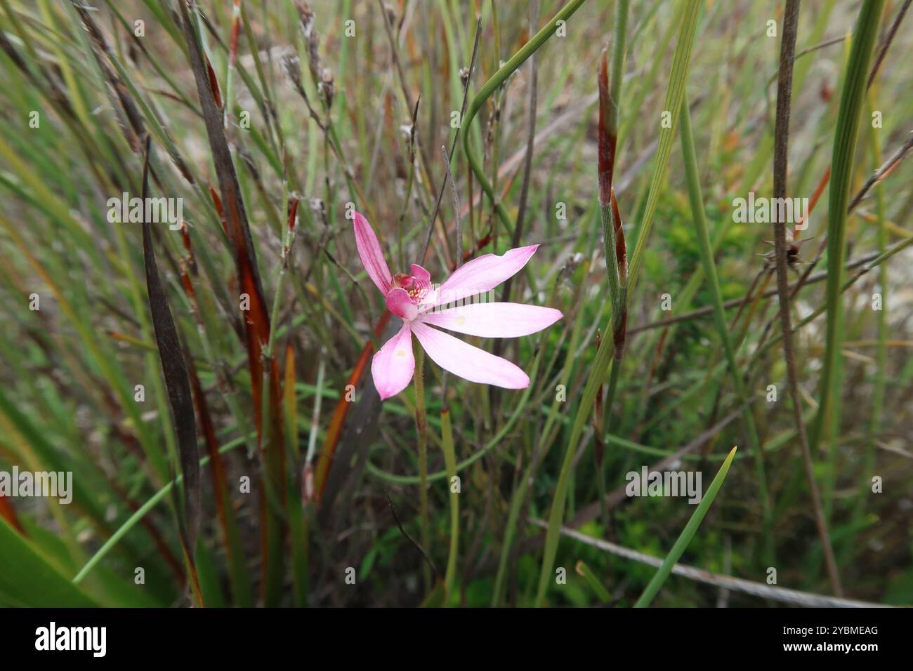 Pygmy Caladenia (Caladenia pusilla) Plantae Stock Photo - Alamy