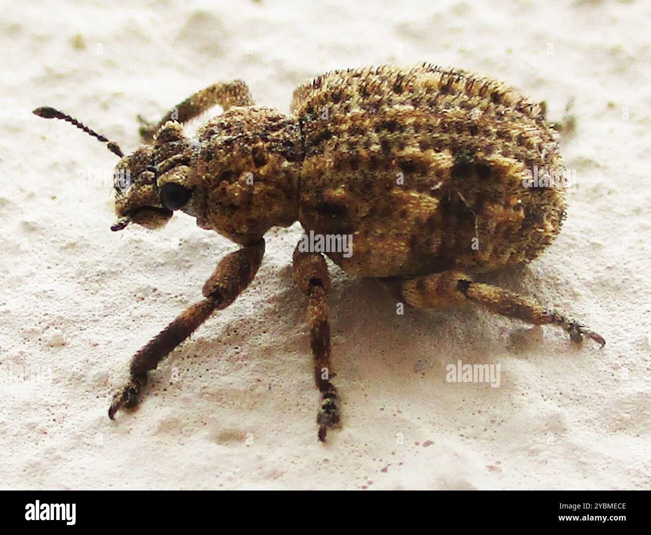 Rough Convolvulus Weevils (Blosyrus) Insecta Stock Photo - Alamy