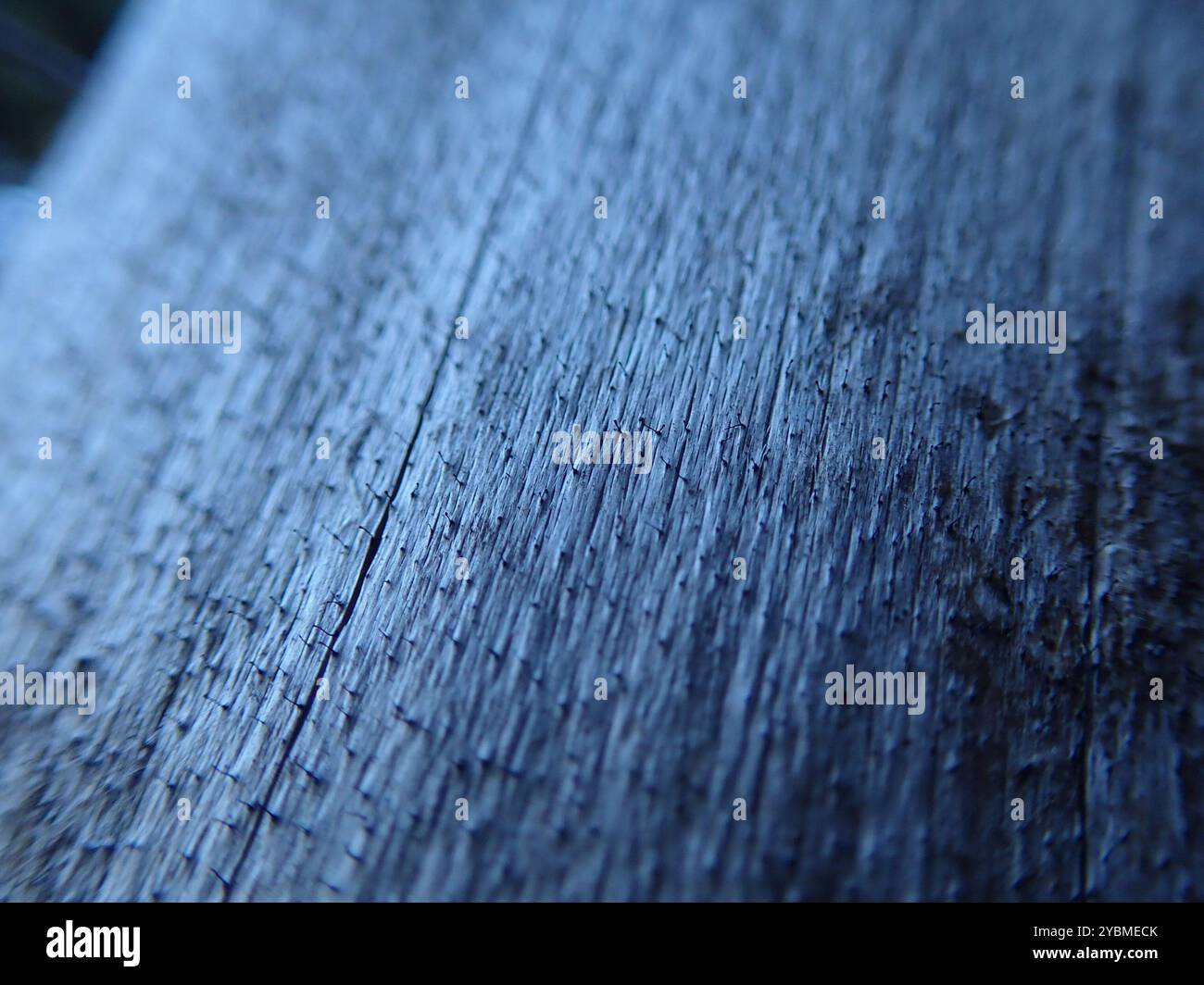 Mycocalicium hi-res stock photography and images - Alamy