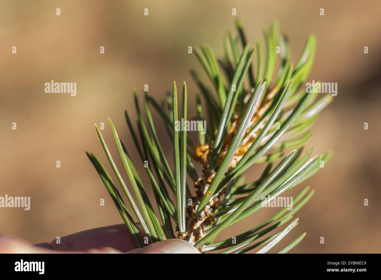 Colorado Pinyon (Pinus edulis) Plantae Stock Photo - Alamy