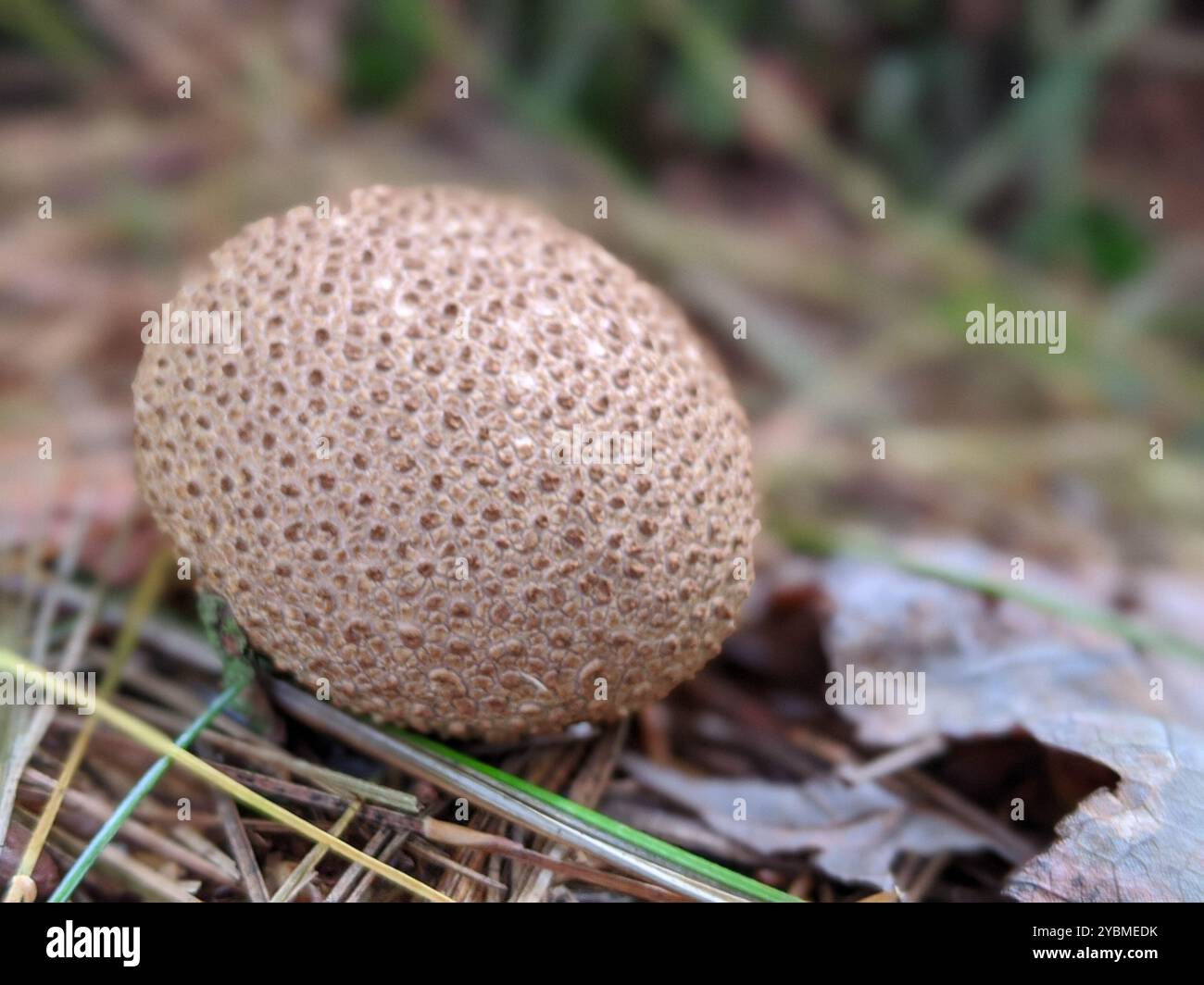puffballs (Lycoperdaceae) Fungi Stock Photo - Alamy
