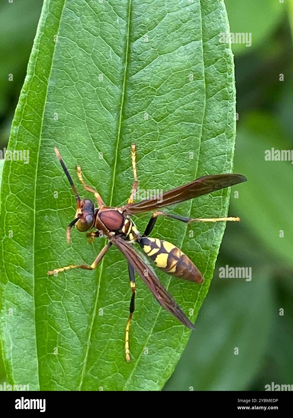 Variegated Paper Wasp (Polistes versicolor) Insecta Stock Photo - Alamy
