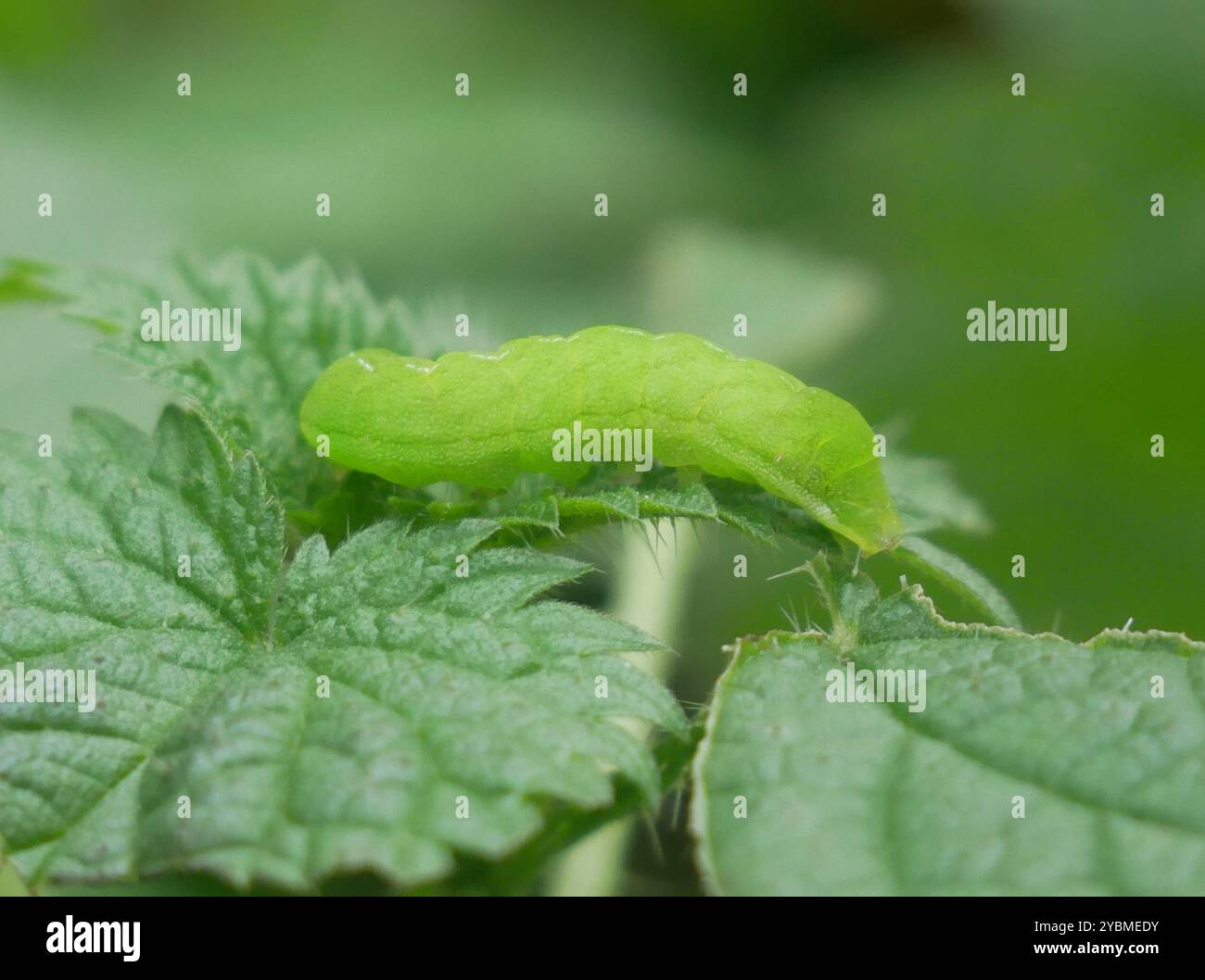 Cutworms and Dart Moths (Noctuinae) Insecta Stock Photo - Alamy
