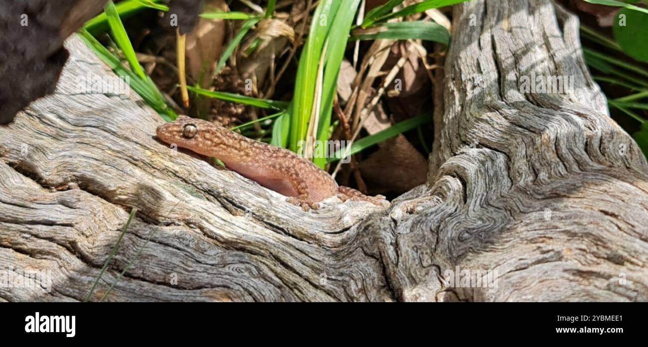Southern Marbled Gecko (Christinus marmoratus) Reptilia Stock Photo - Alamy