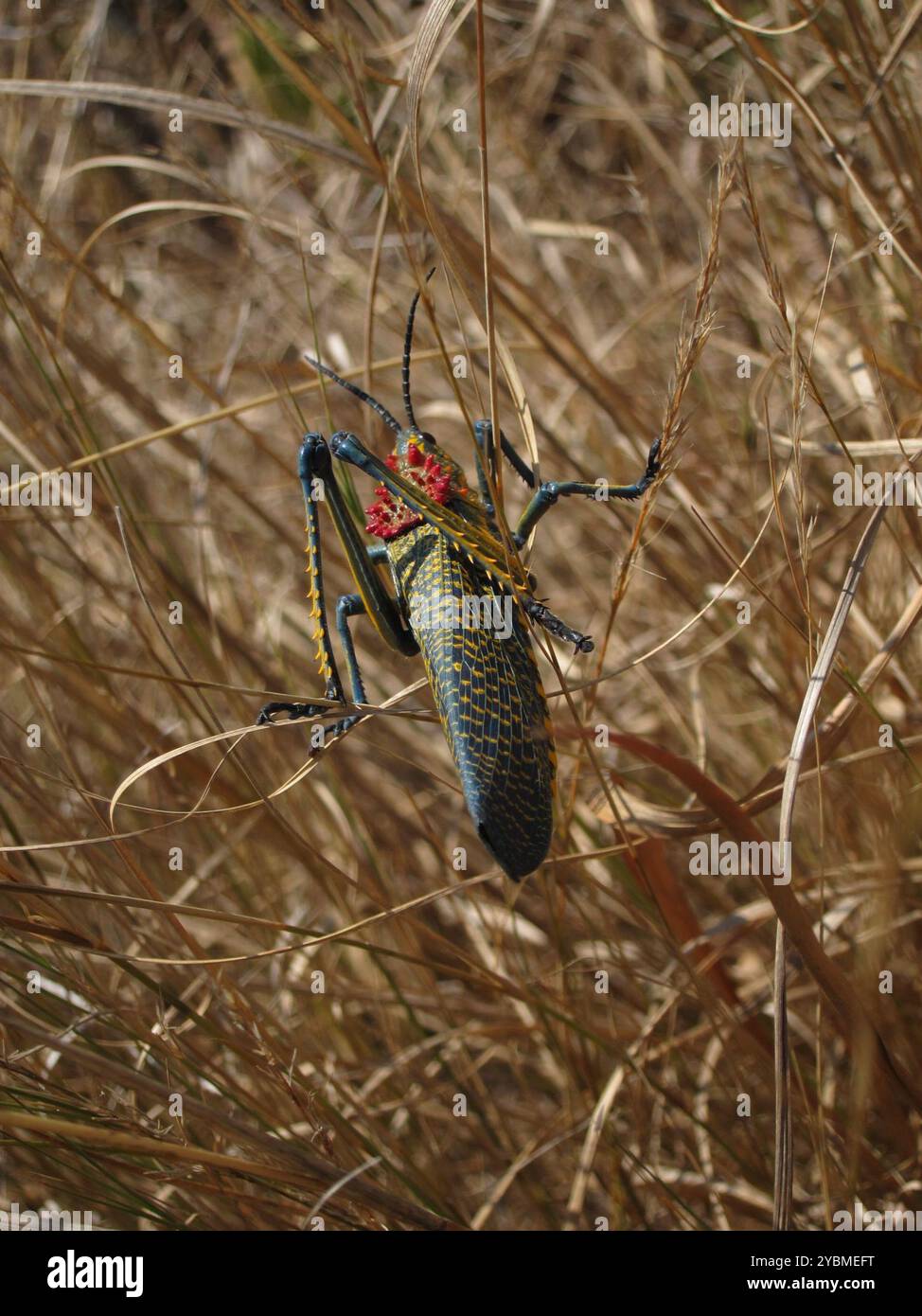 Rainbow Milkweed Locust (Phymateus saxosus) Insecta Stock Photo - Alamy