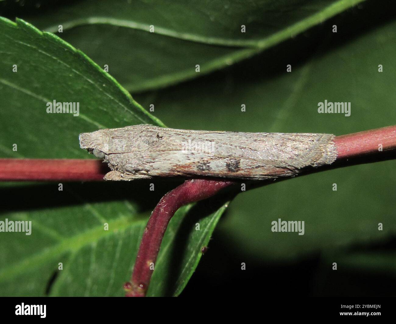 Twin-spot Honey (Lamoria zelleri) Insecta Stock Photo - Alamy