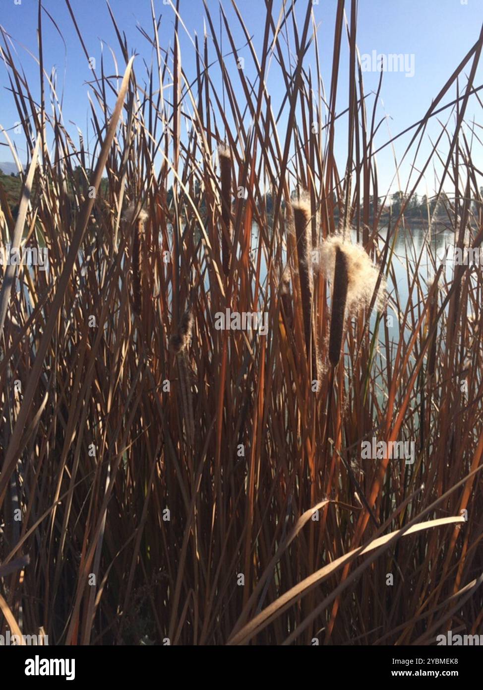 Cattails (Typha) Plantae Stock Photo - Alamy
