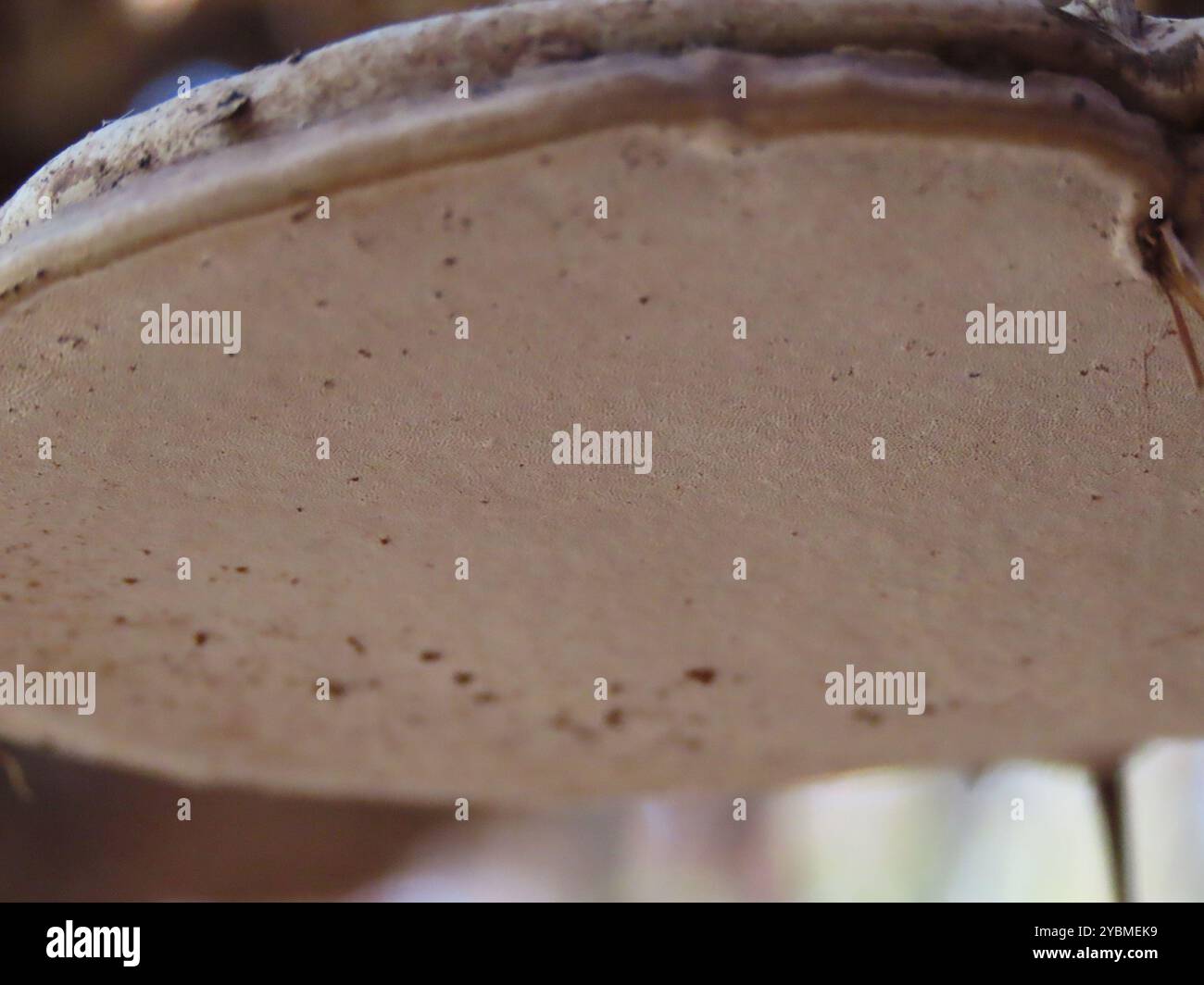 (Ganoderma megaloma) Fungi Stock Photo - Alamy