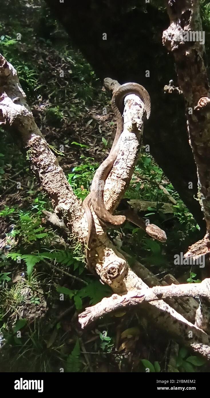 Coastal House Snake (Mesotes strigatus) Reptilia Stock Photo - Alamy