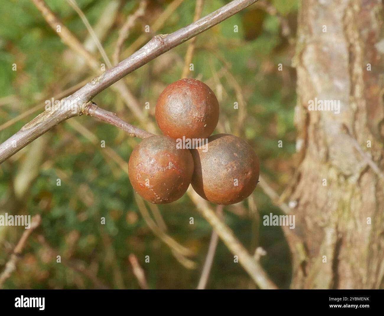 Oak Marble Gall Wasp (Andricus kollari) Insecta Stock Photo - Alamy