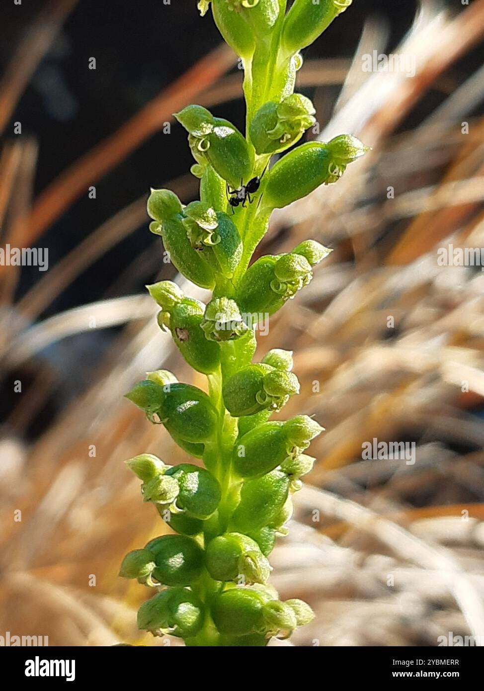 common onion-orchid (Microtis unifolia) Plantae Stock Photo - Alamy