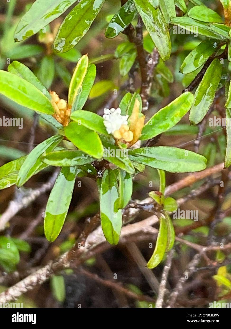 vascular plants (Tracheophyta) Plantae Stock Photo - Alamy