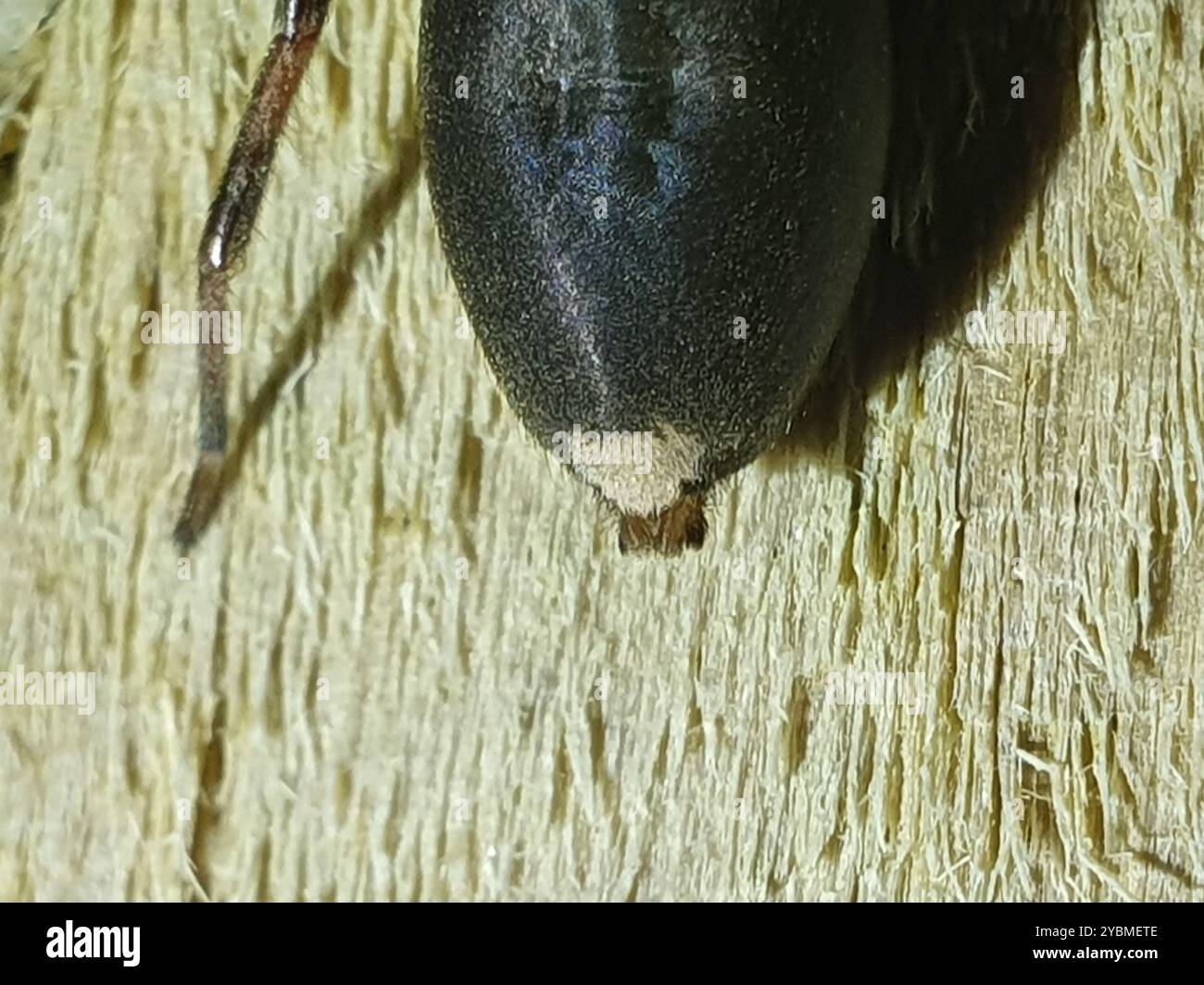 Eastern White-tail Spider (Lampona murina) Arachnida Stock Photo - Alamy