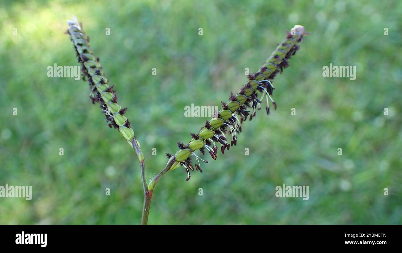 Bahia grass (Paspalum notatum) Plantae Stock Photo - Alamy