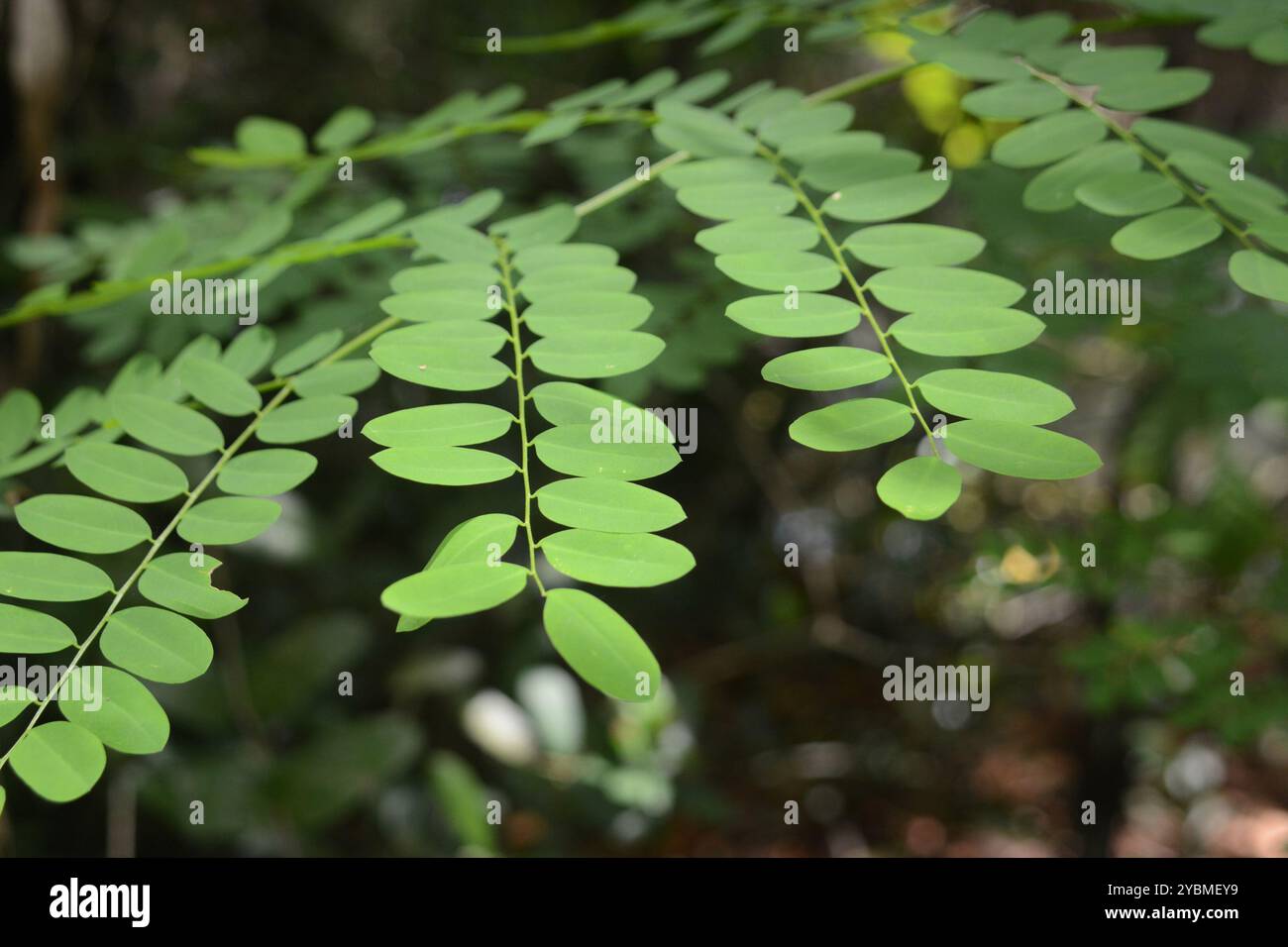 rosary pea (Abrus precatorius) Plantae Stock Photo - Alamy