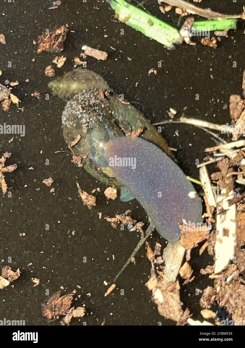 Bladder Snails (Physidae) Mollusca Stock Photo - Alamy